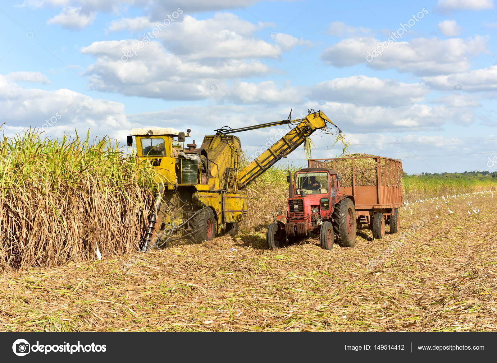 Sugar Cane Farming Process
