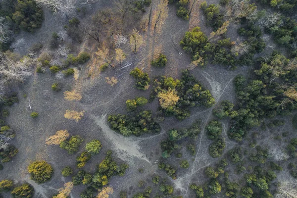 Aerial view of oak trees and a dehesa range in badajoz spain Stock ...
