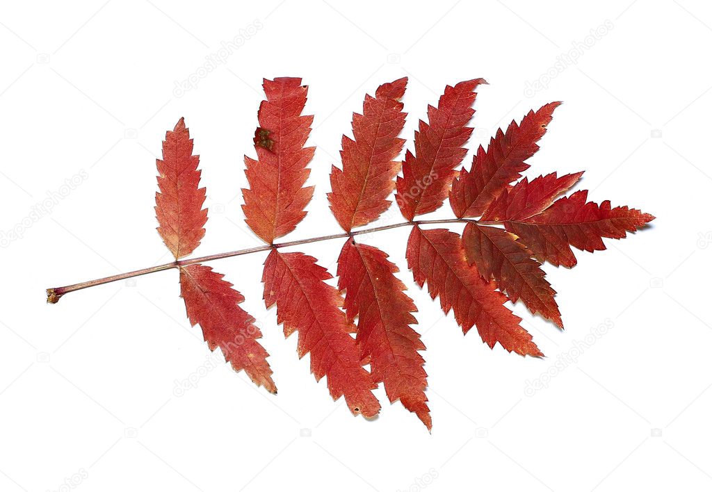 Red Ash Leaf