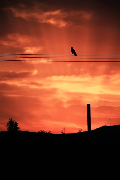 Crow sunset Stock Photos, Royalty Free Crow sunset Images | Depositphotos