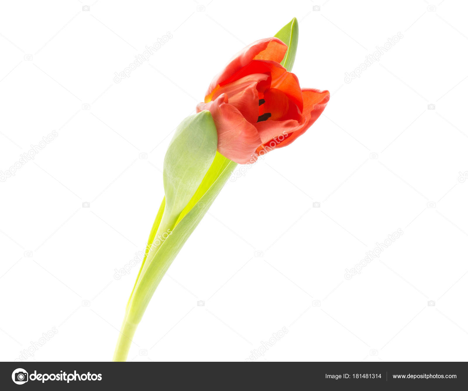 Single Open Tulip