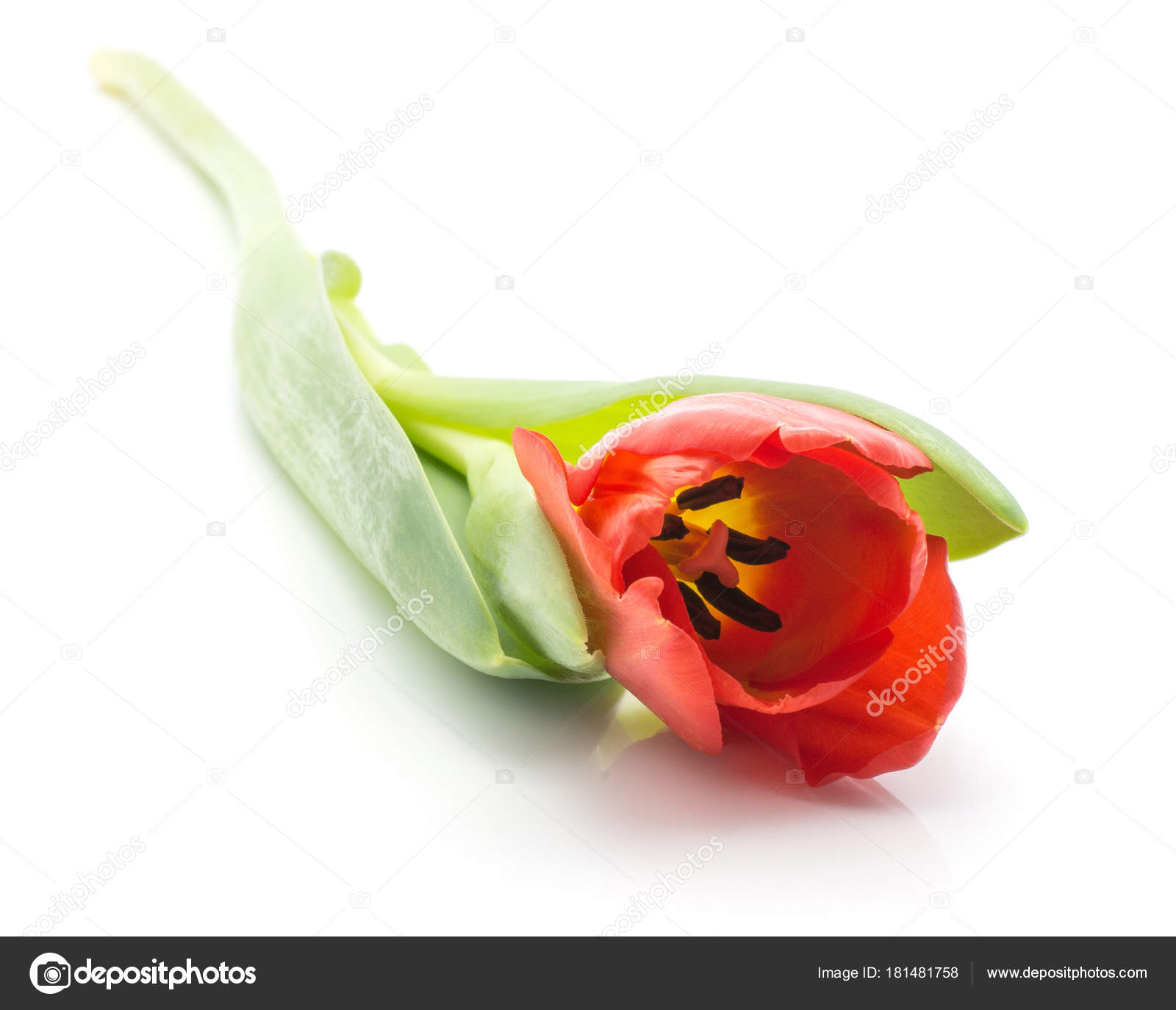 Single Open Tulip