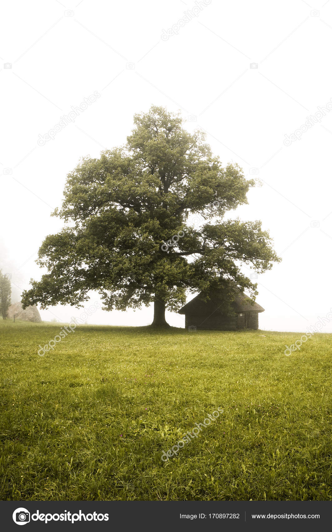 House under big tree — Stock Photo © YuliyaKirayonakBO #170897282