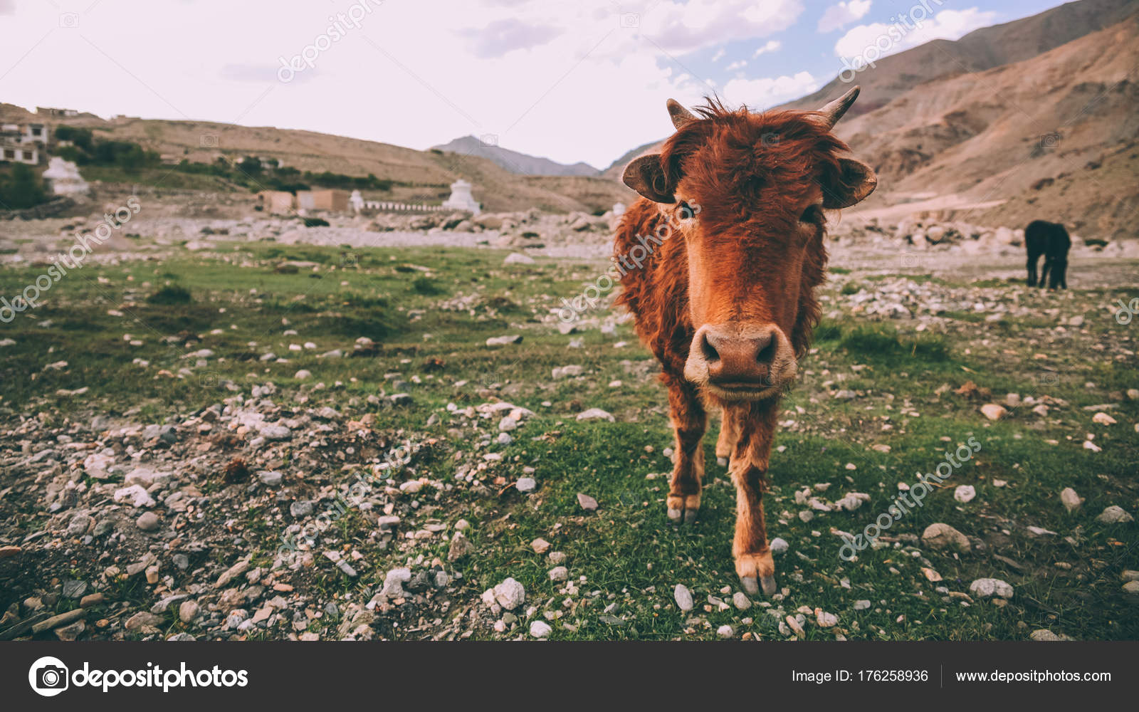 Cow — Stock Photo © YuliyaKirayonakBO #176258936