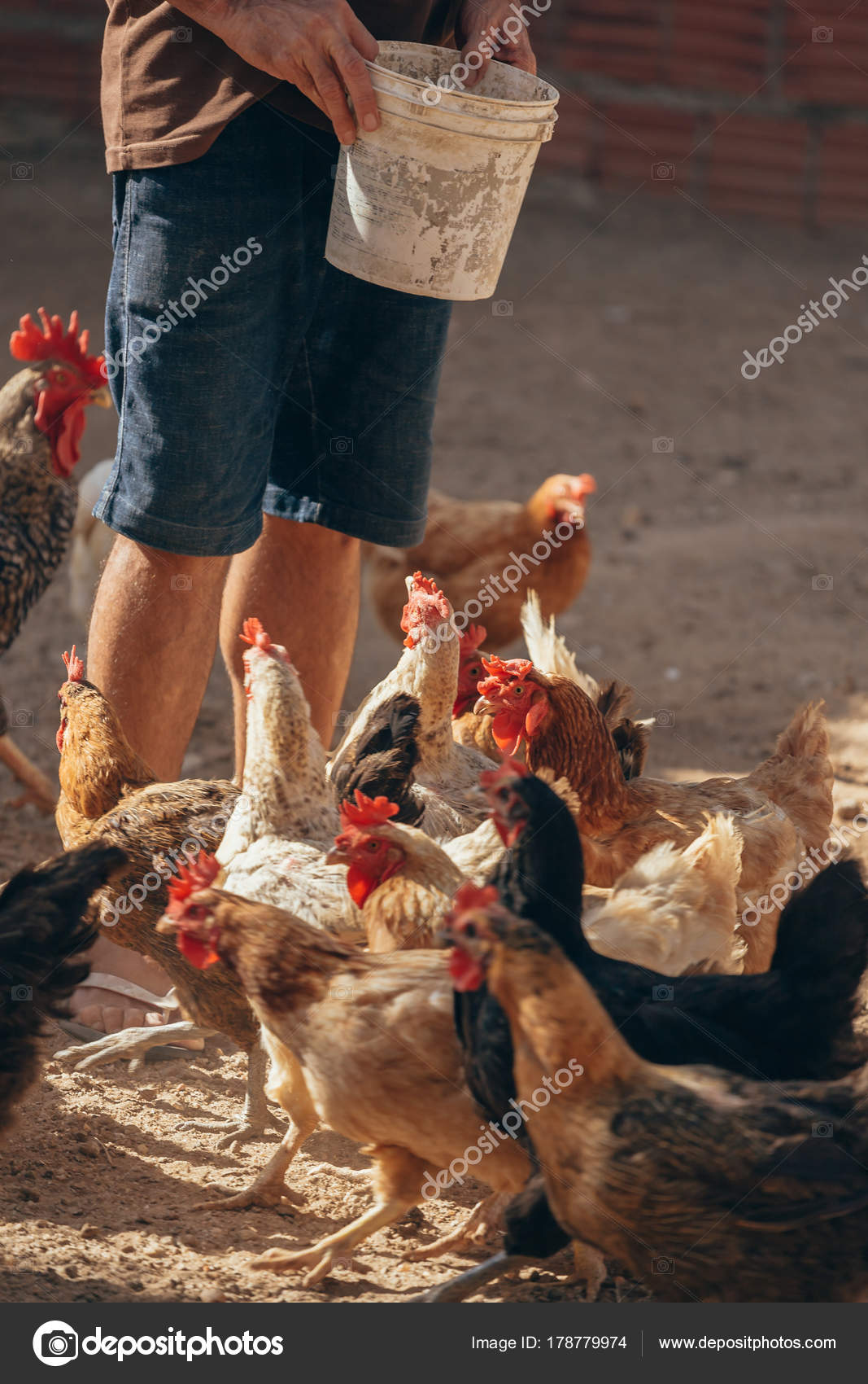 Farmer brings feed into a chicken house on a farm in Brazil — Stock ...