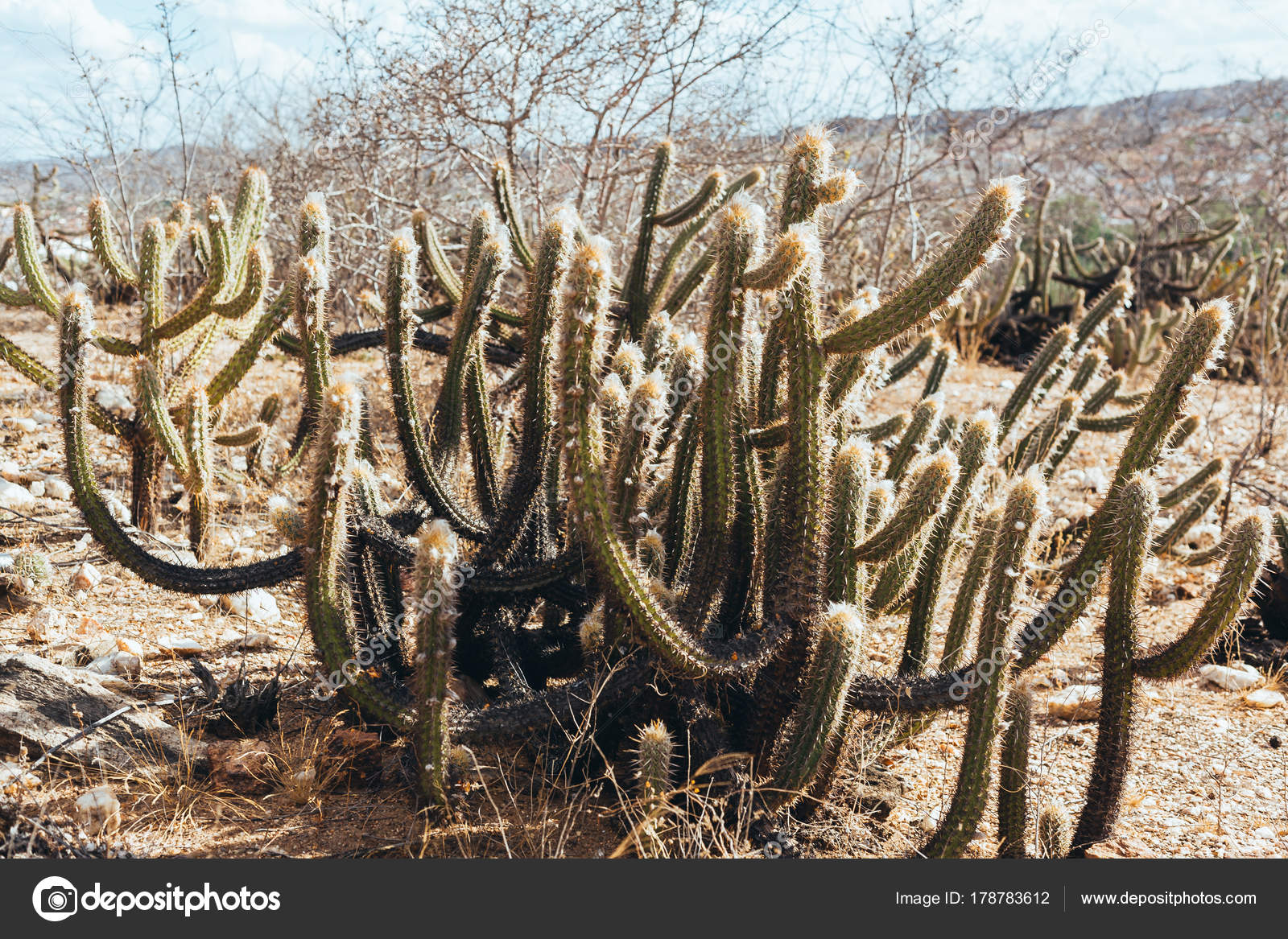 Pilosocereus polygonus known as "xique xique" is a common cactus in the ...