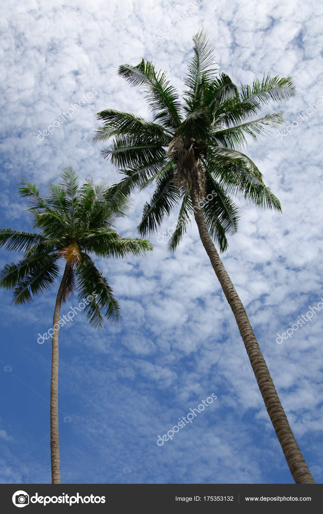 Bottom View Palm Trees Front Cloudy Sky — Stock Photo ...