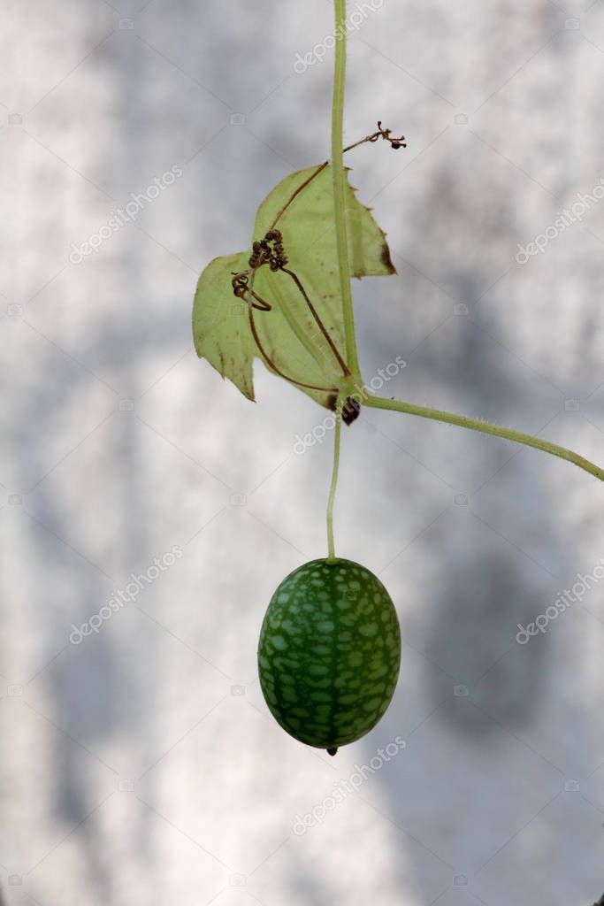 Cucamelón o Melothria scabra o Ratón melón o pepinillo agrio mexicano o ...