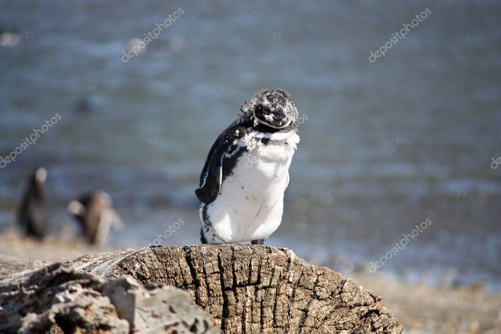 Young molting penguin — Stock Photo © amyinlondon #128905914