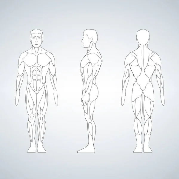 Human body profile Vector Art Stock Images | Depositphotos