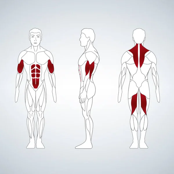 Proportions of man Vector Art Stock Images | Depositphotos