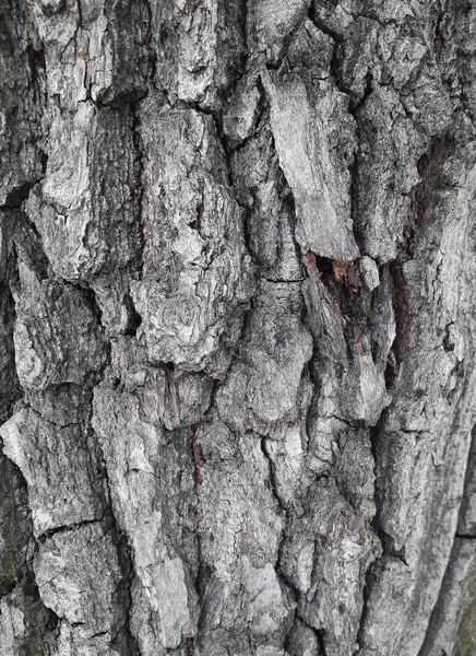 Oak bark macro, tree trunk close-up, texture - Stock Image - Everypixel