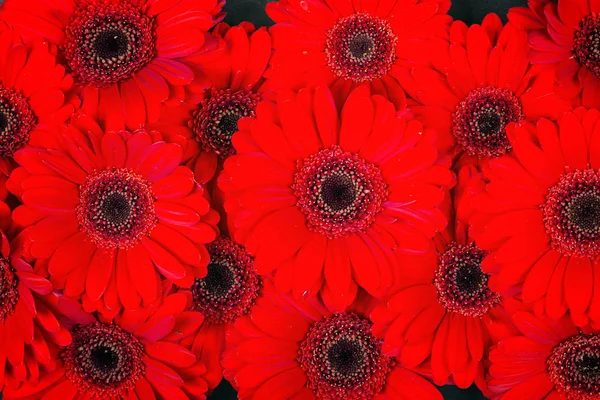 Macro of red grapefruit — Stock Photo © smaglov #11375970