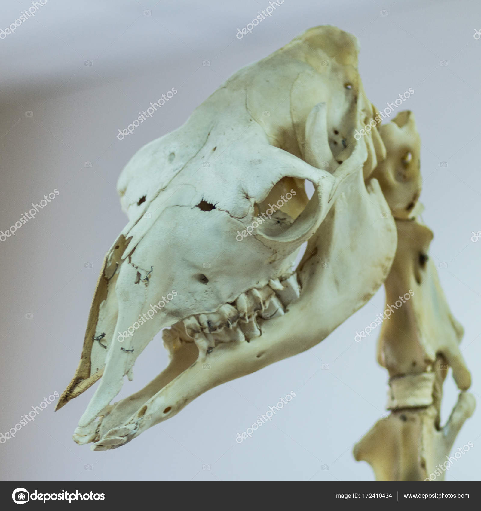 The skull of a camel is close-up. A real museum exhibit. A square ...