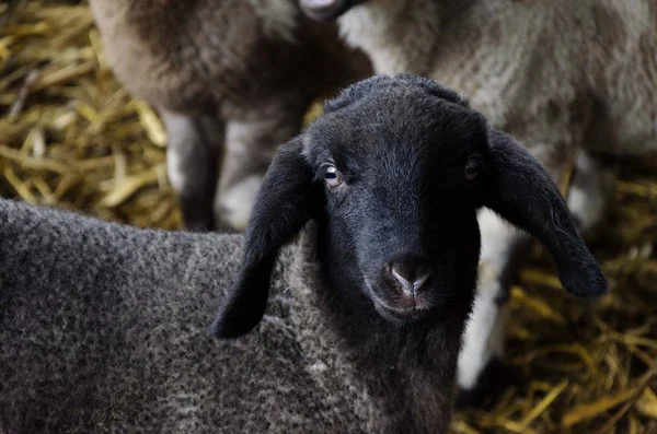 Sheep head — Stock Photo © mari_art #1235862