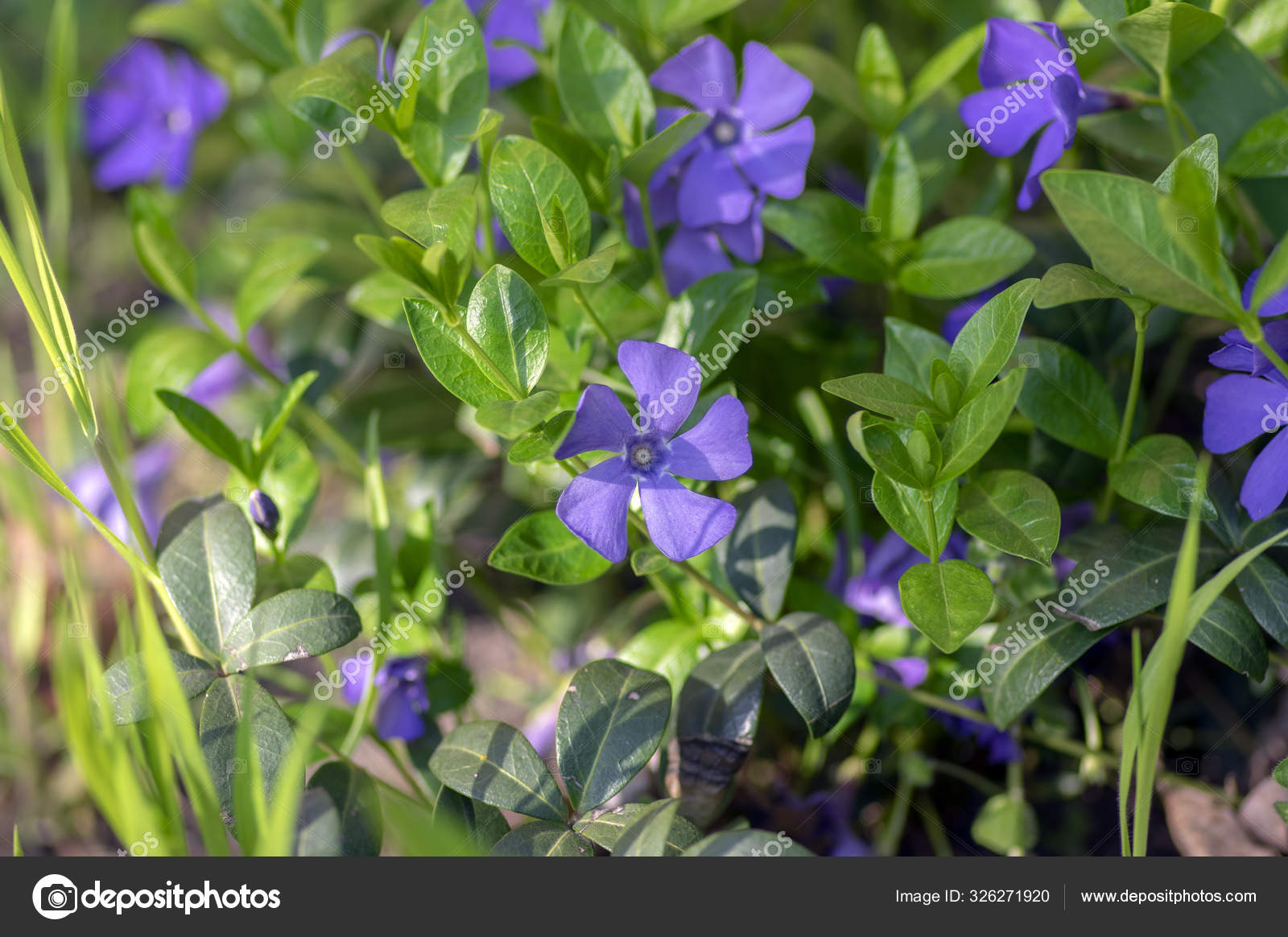 Common Periwinkle Plant