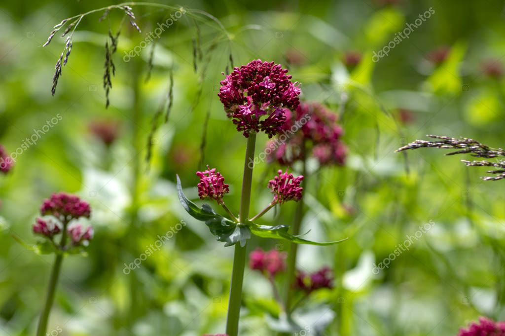 Centranthus ruber planta con flores, flores de color rojo brillante en ...