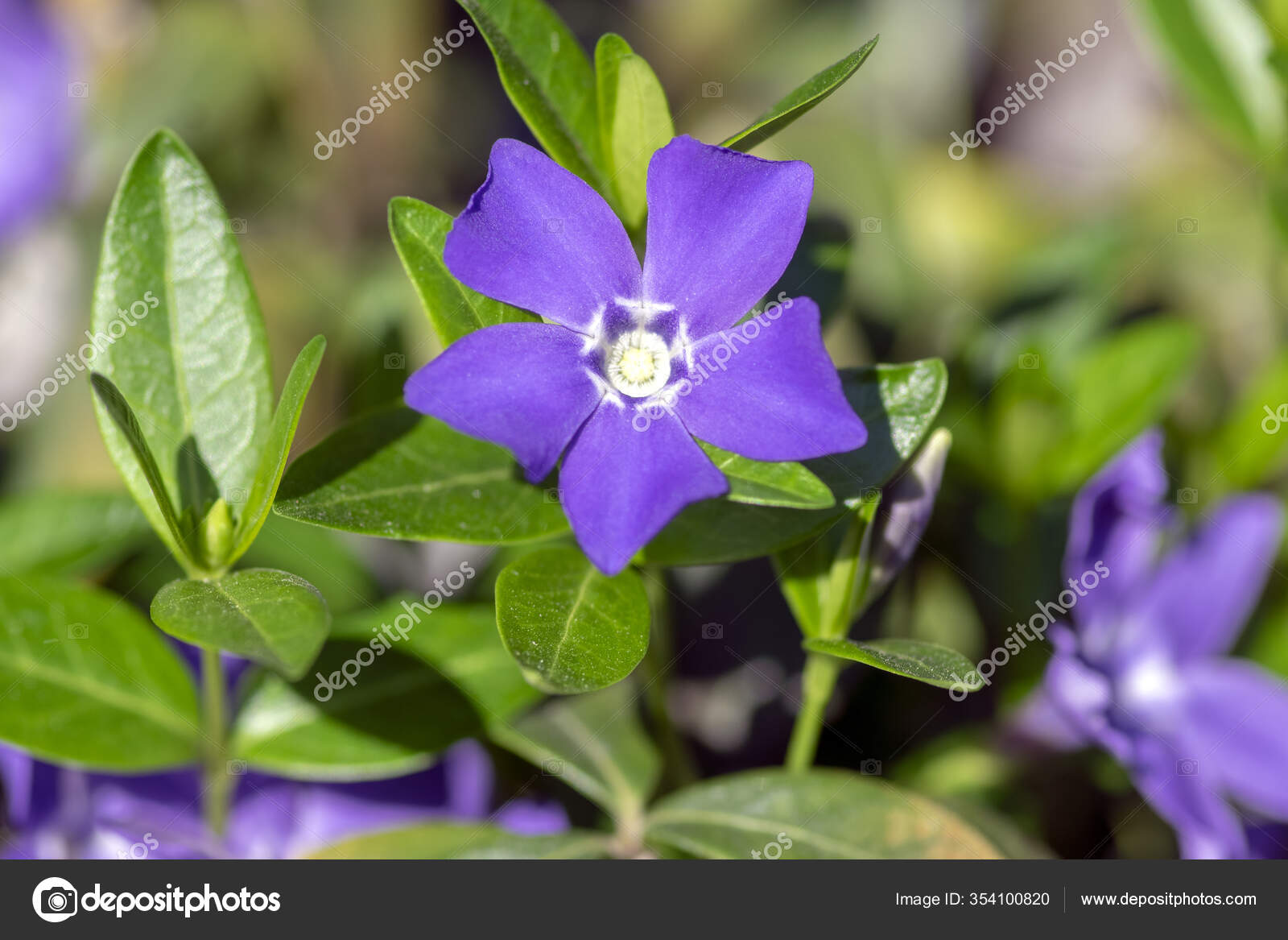 Common Periwinkle Plant