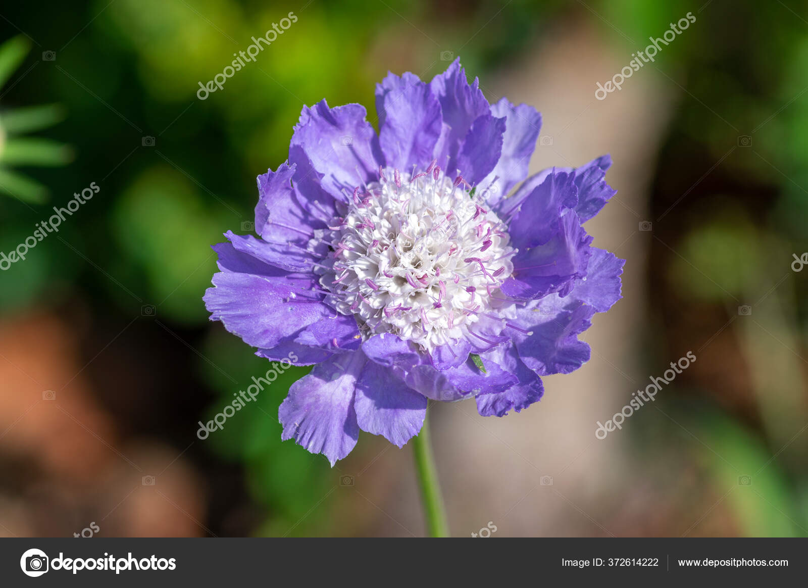 Scabiosa Caucasica Light Blue Flowerin Plant Beautiful Ornamental Meadow Flowers Stock Photo by ...