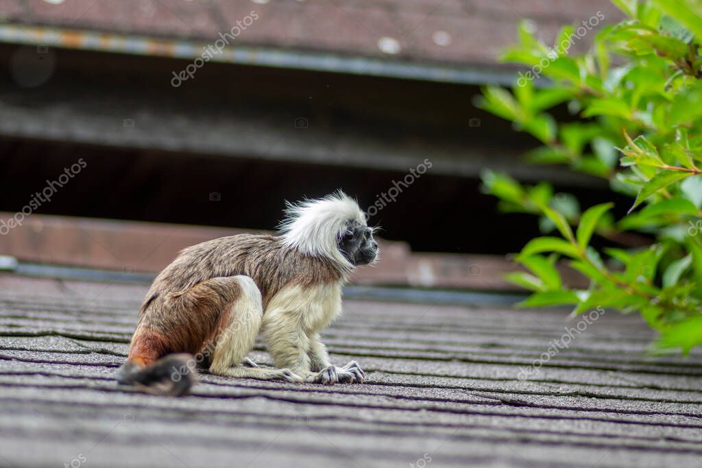 Saguinus ed pus animal de tamar n de algod n en la azotea, uno de los ...