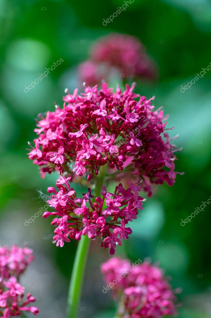 Centranthus ruber planta con flores, flores de color rojo brillante en ...