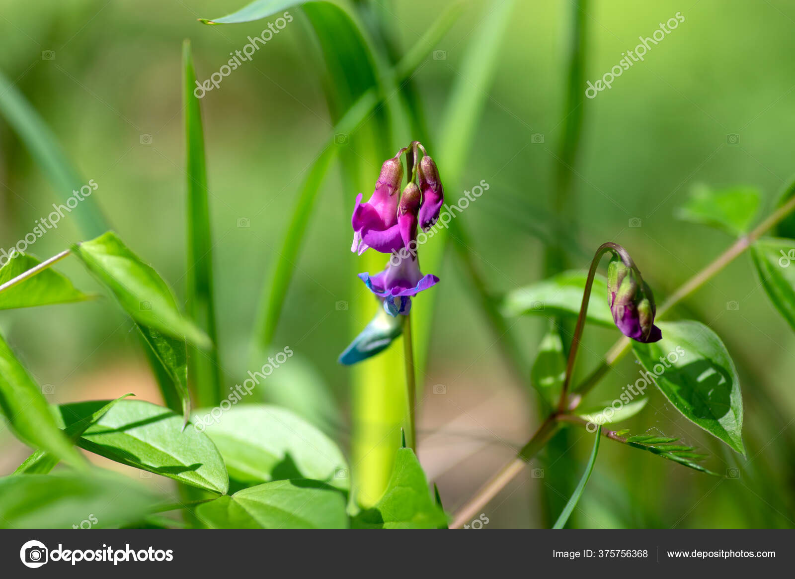 Lathyrus Vernus
