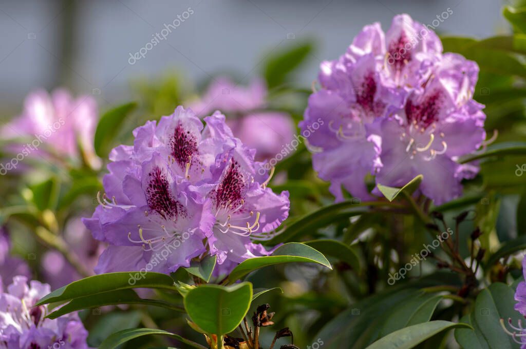 Azalea japonica jay azul púrpura blanco manchado ramo de flores en flor ...