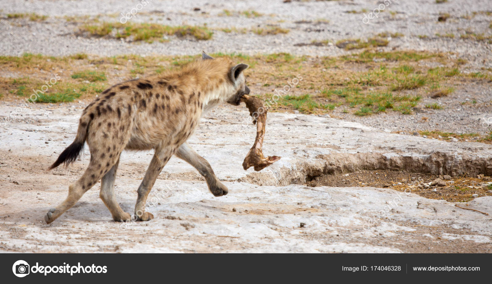 Hyenas Running