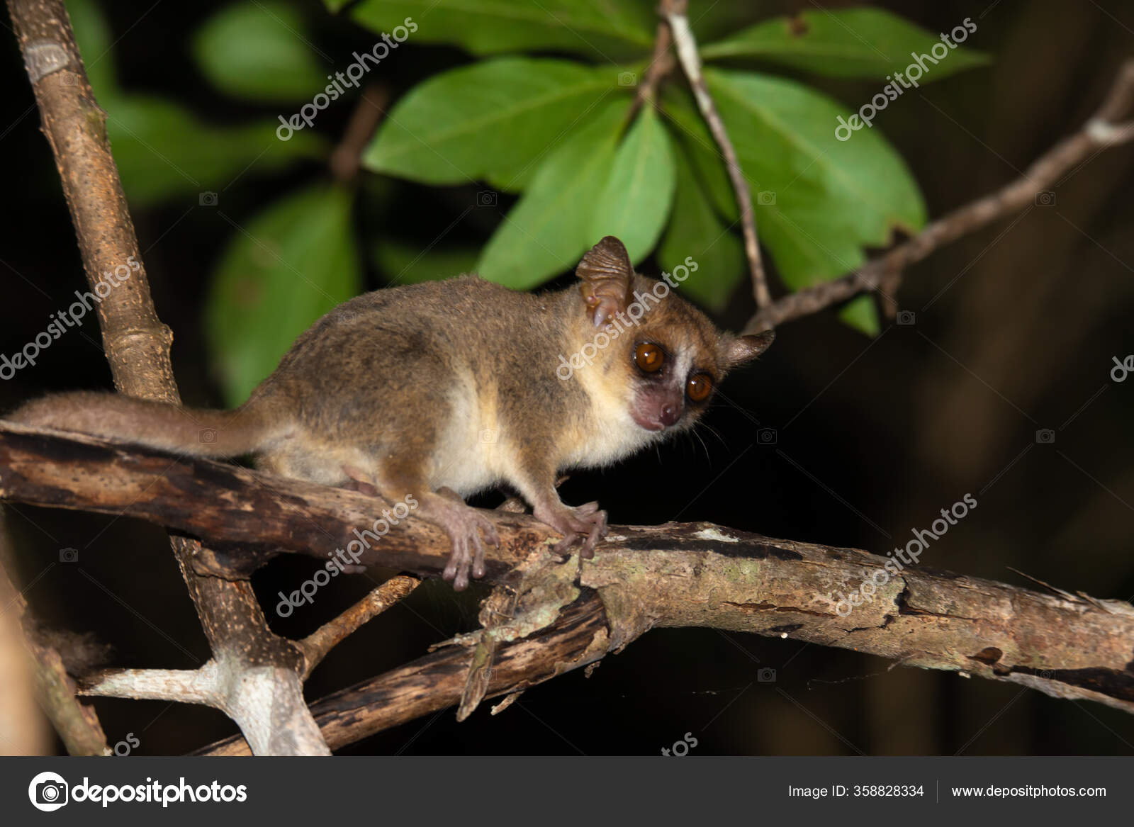 Pequeño Ratón Lémur Una Rama Tomado Por Noche — Foto de stock ...