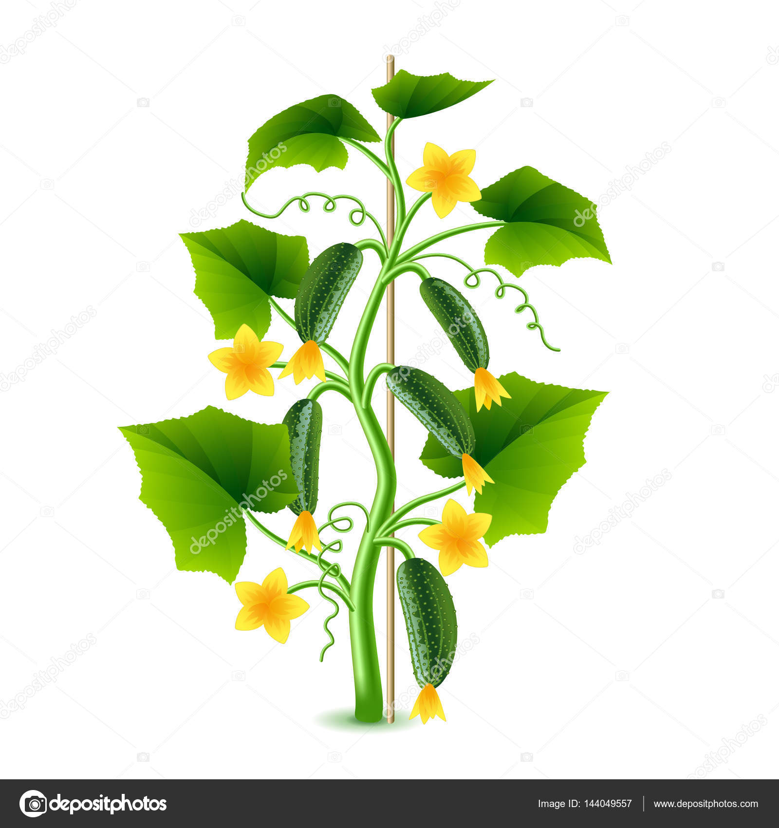 Growing cucumber plant isolated on white vector — Stock Vector ...