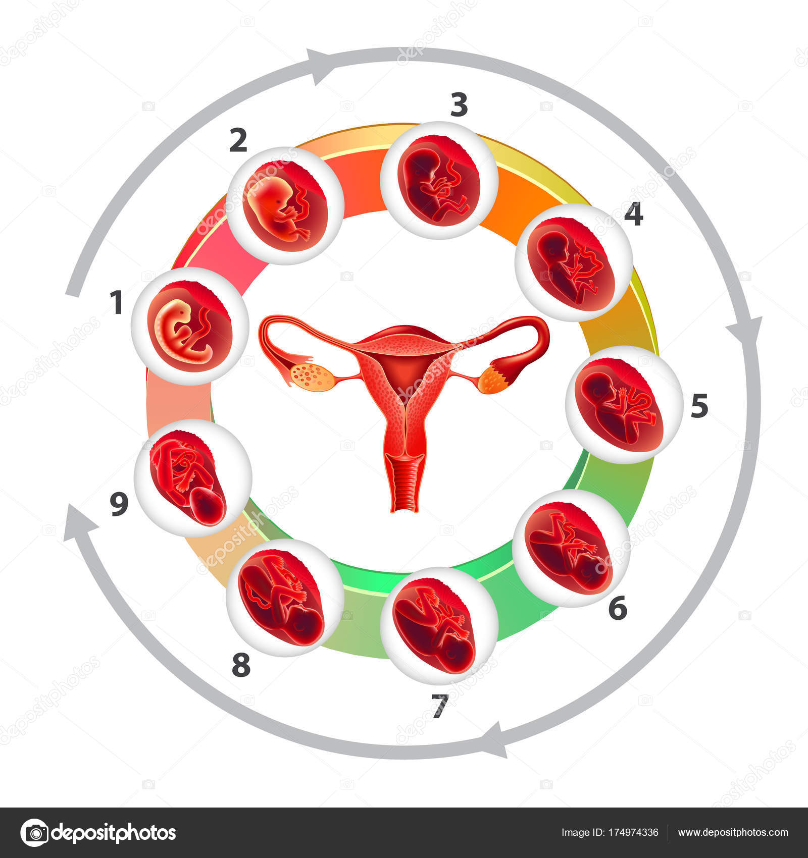 Infografías con útero y meses de embarazo sobre fondo blanco Vector de ...