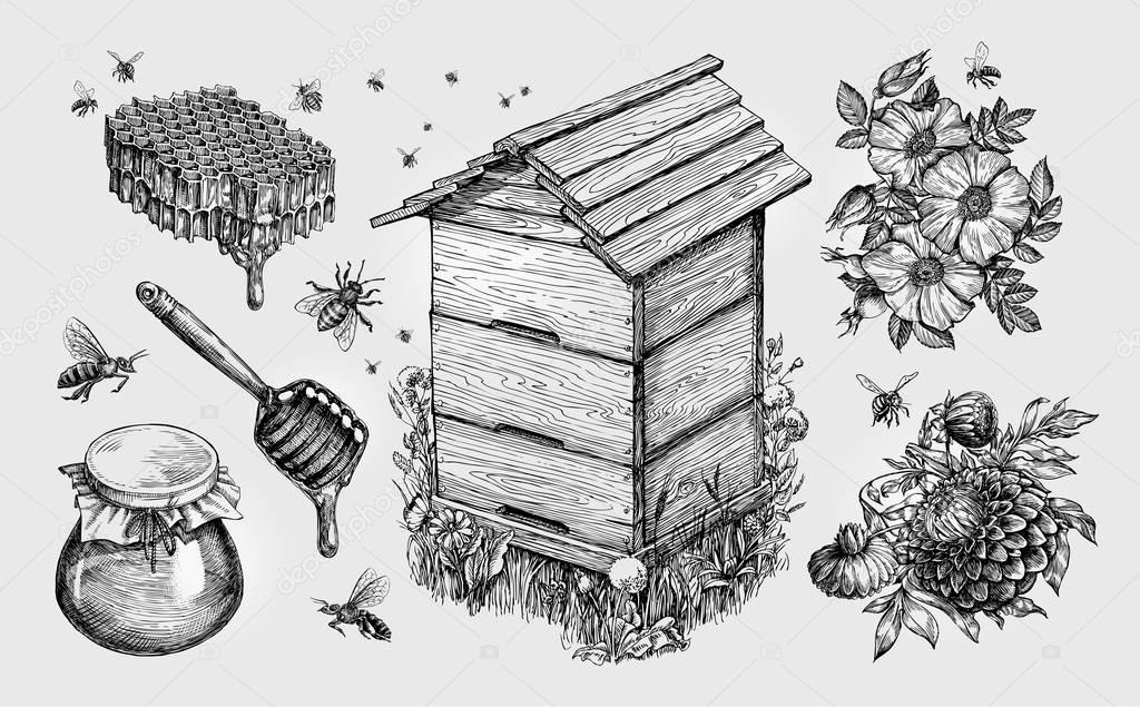 Honey, mead. Beekeeping, apiculture, bees sketch vector illustration ...
