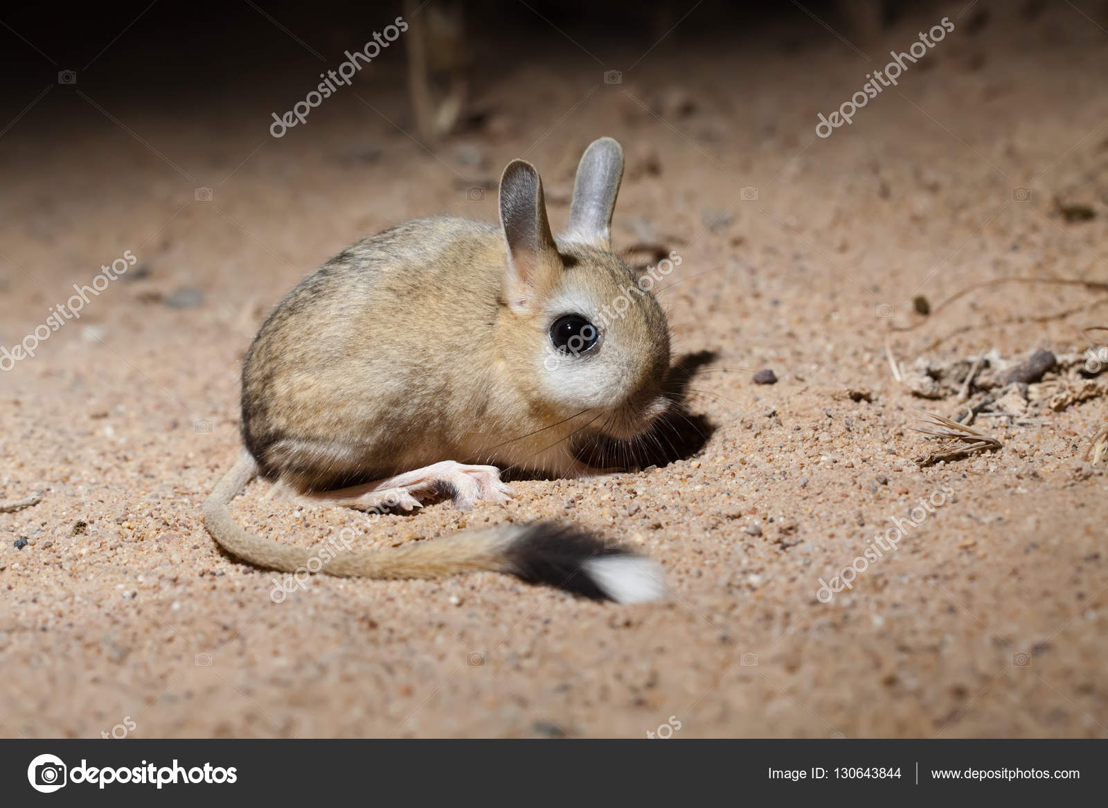 Baby Pygmy Jerboa