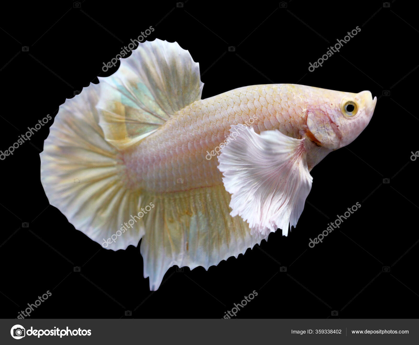 Blue Elephant Ear Betta
