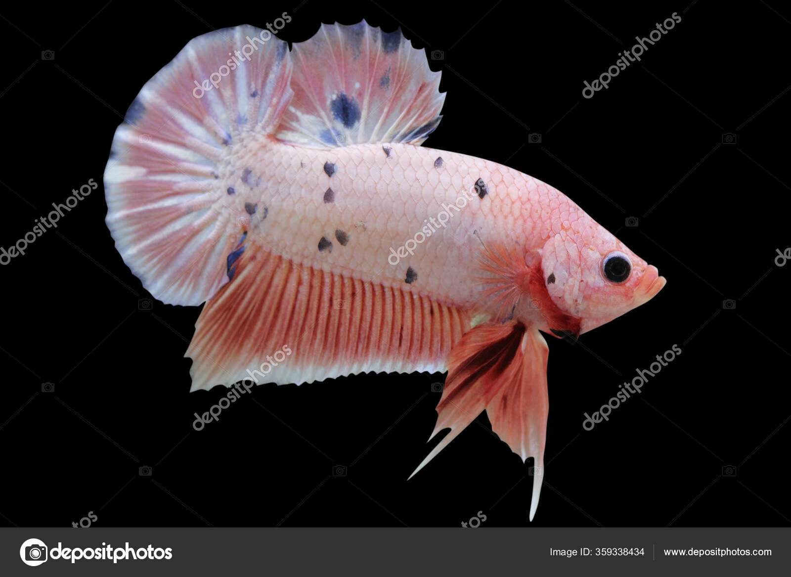 Betta Halfmoon Plakat