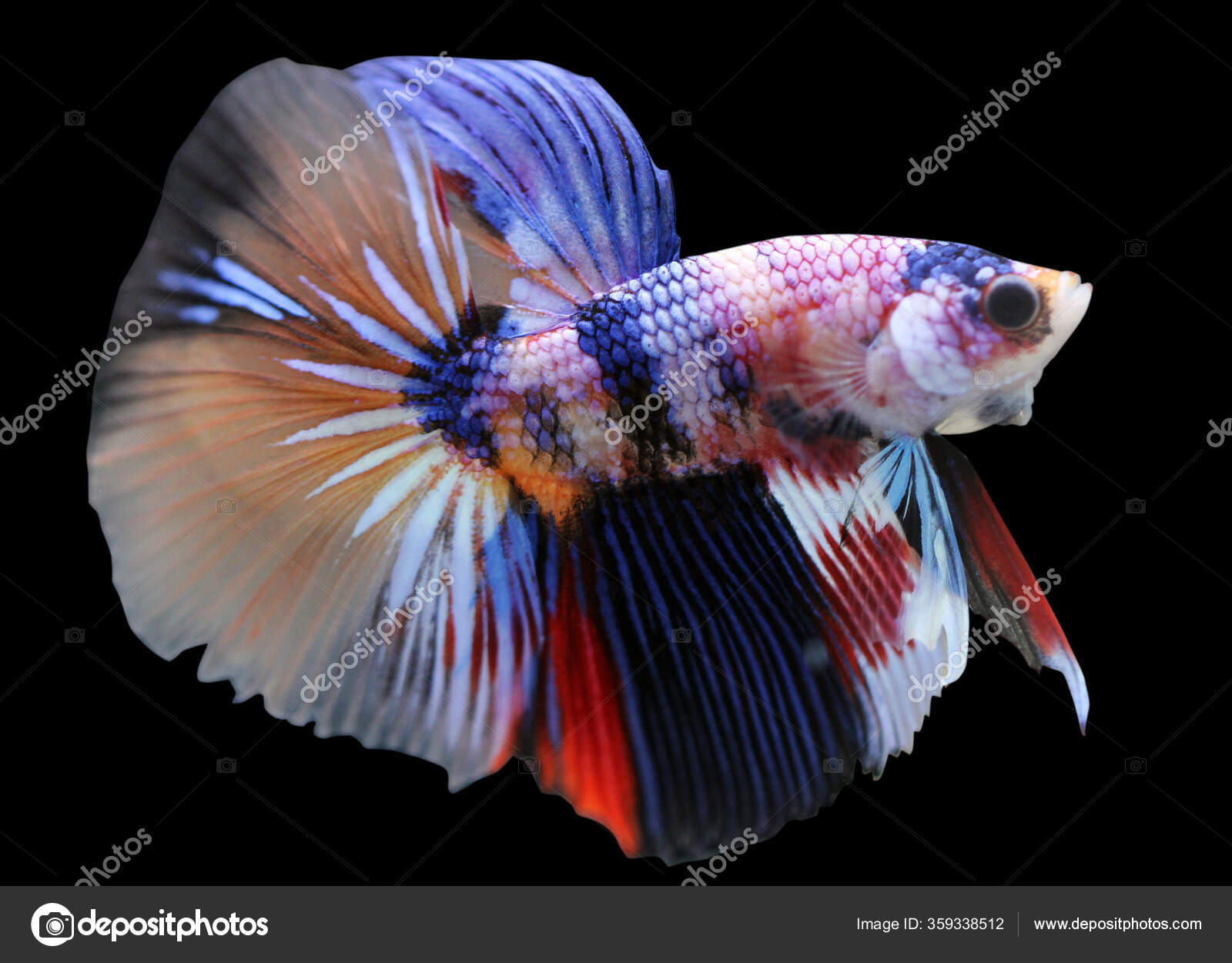 Betta Candy Halfmoon Male Plakat Fighting Fish Splendens Black ...