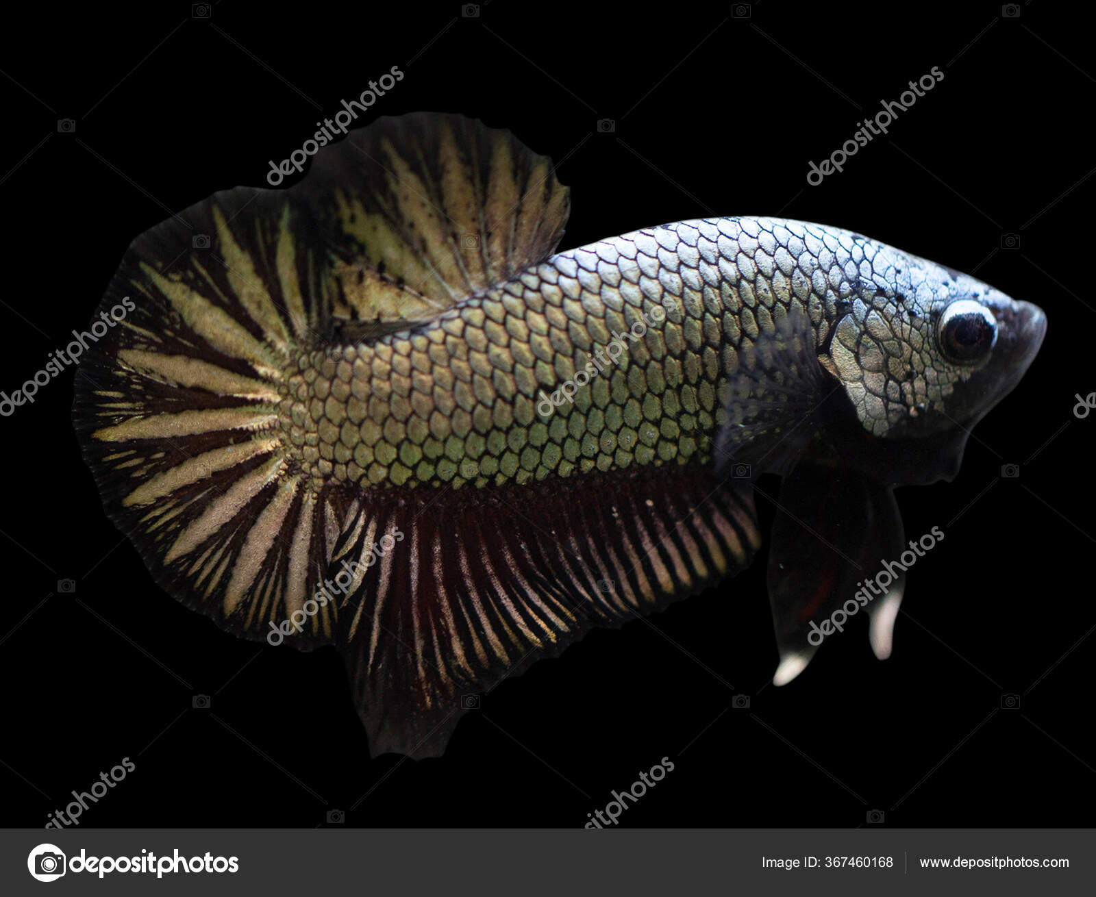 Halfmoon Plakat Betta Fish