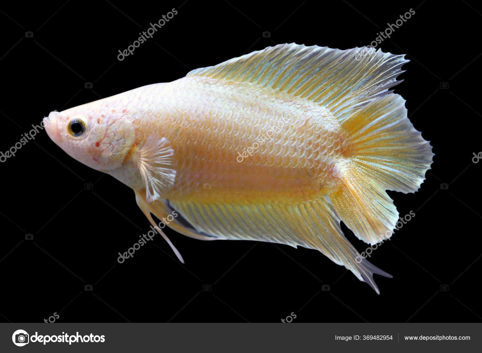 Twin Tail Halfmoon Betta Fish