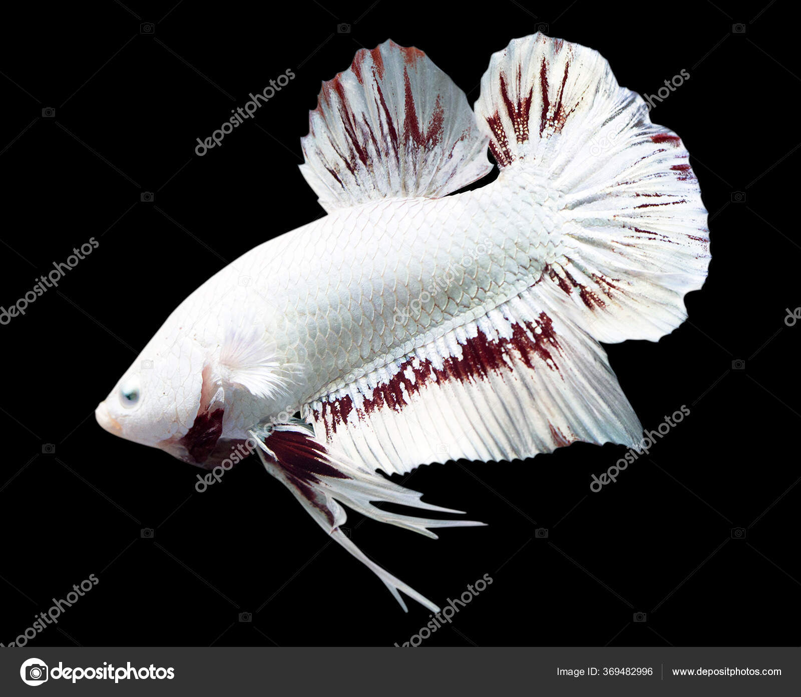 Halfmoon Plakat Betta