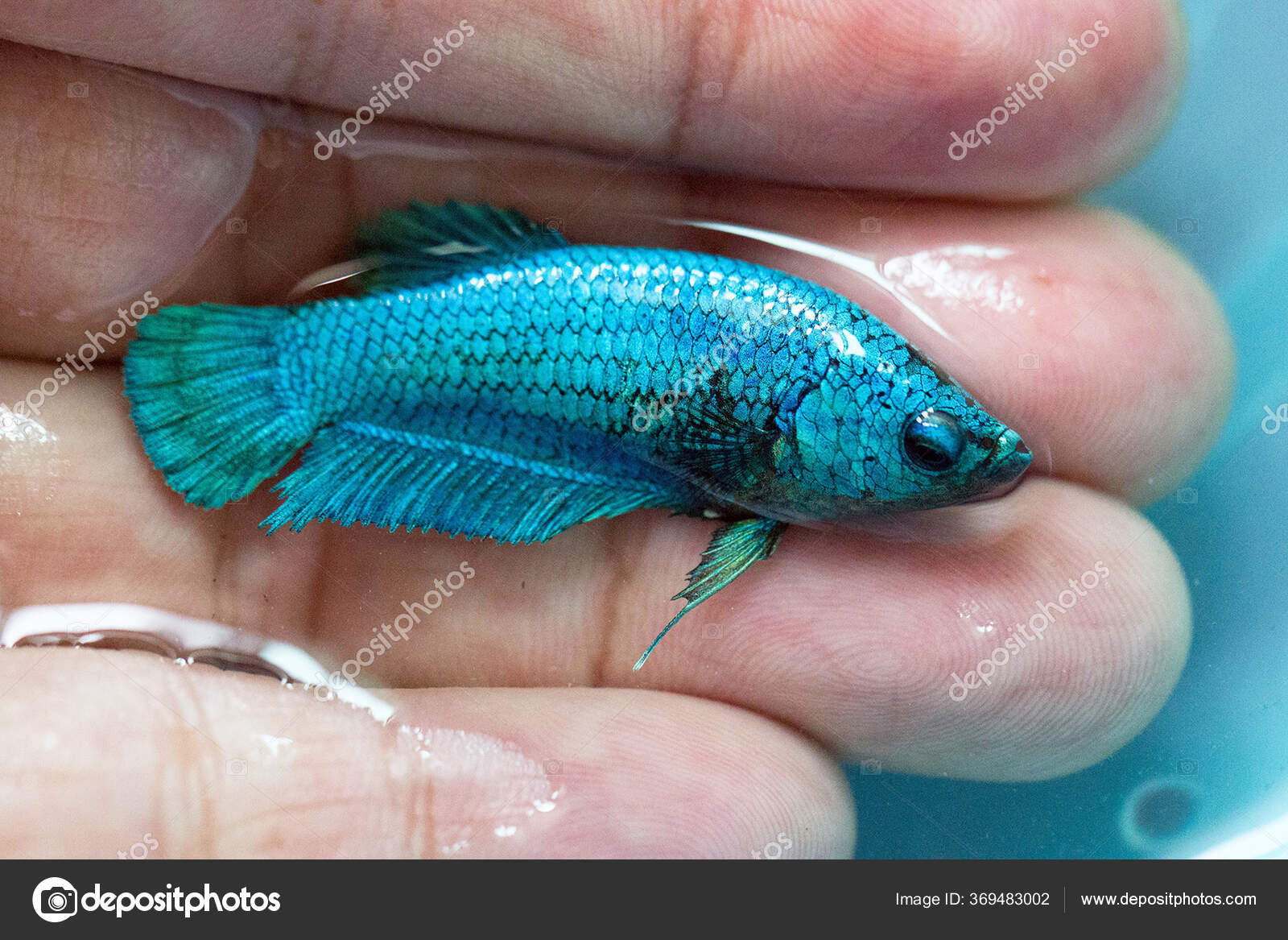 Dibujo De Pez Betta Macho