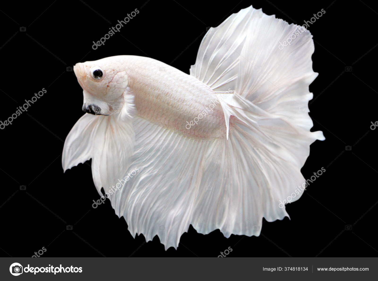 Half Moon Betta White
