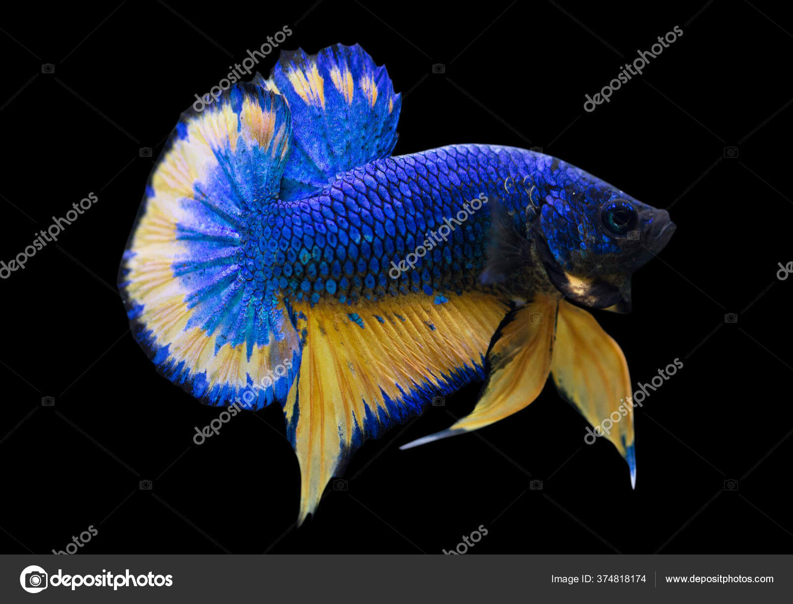 Halfmoon Plakat Betta