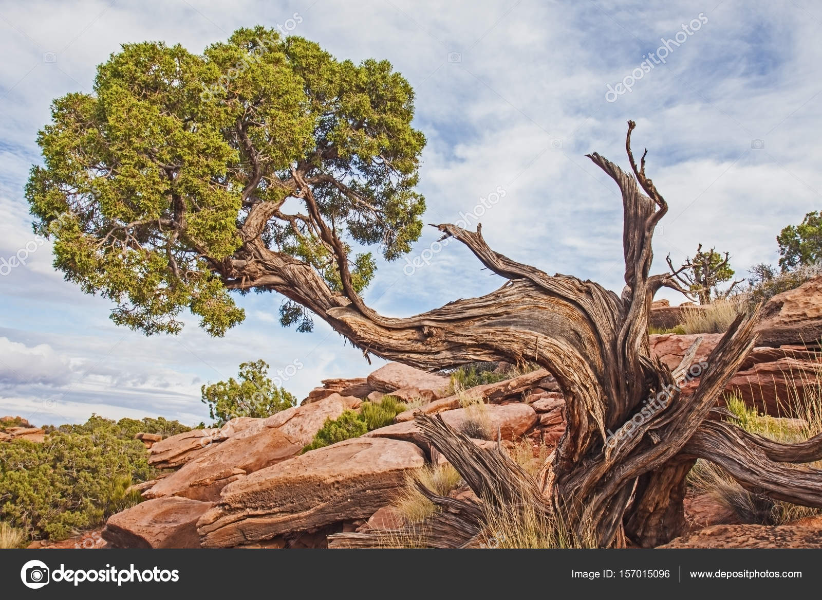 Utah Juniper at Grand View ⬇ Stock Photo, Image by © Kobuspeche #157015096