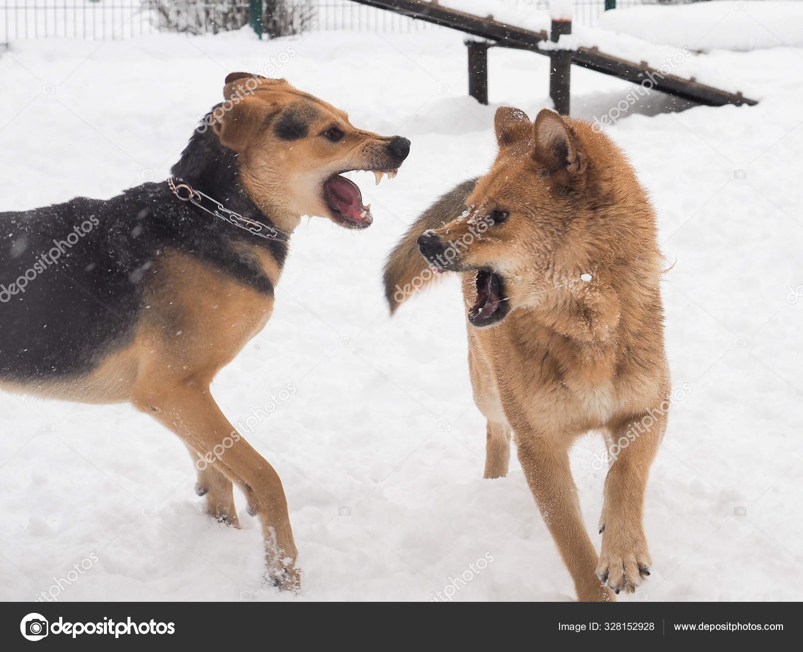 Big scary dogs are playing — Stock Photo © kozorog #328152928
