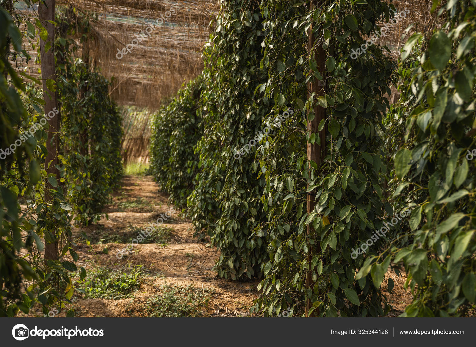 Black pepper plants growing on plantation in Asia. Ripe green peppers ...