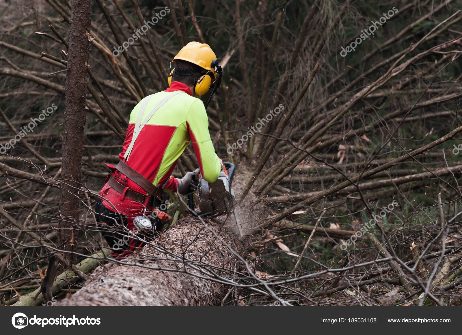 Forestry worker trimming felled spruce tree with chainsaw — Stock Photo ...
