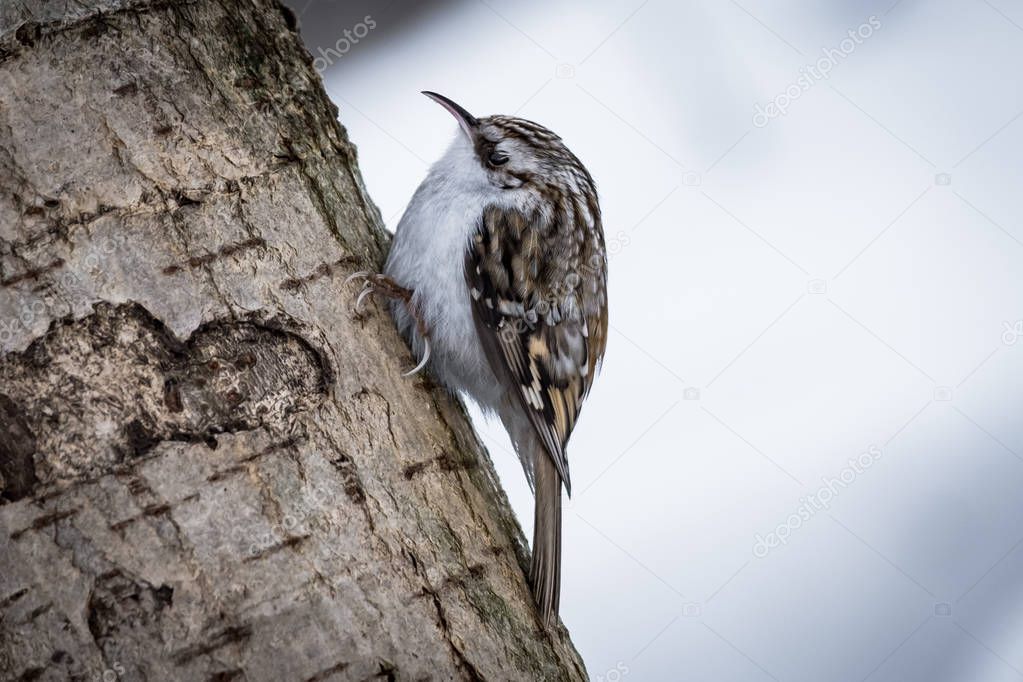 Pika americana sobre un árbol en un bosque de invierno 2024