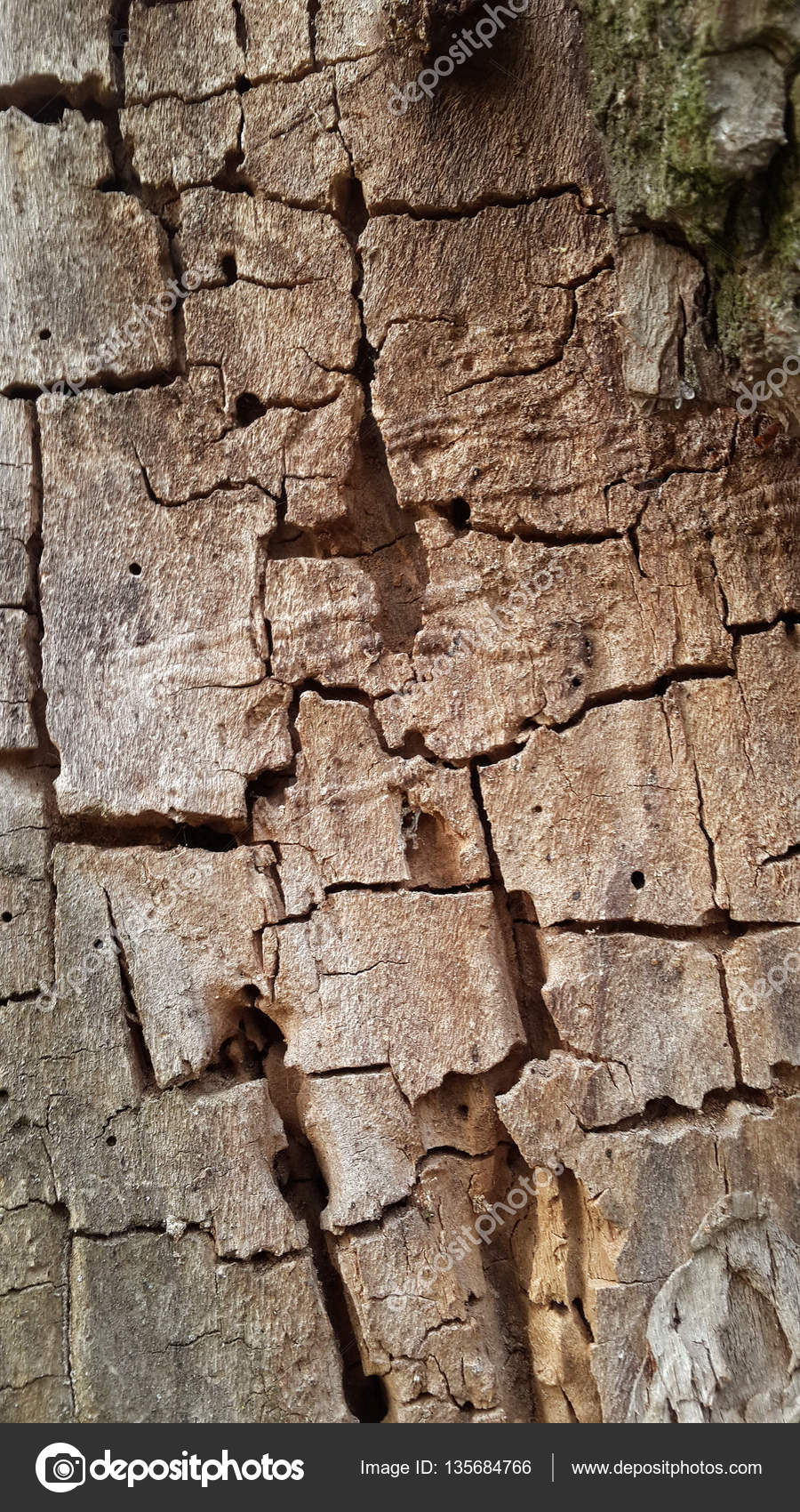 Texture, background, pattern, tree Stock Photo by ©fantasystudio 135684766