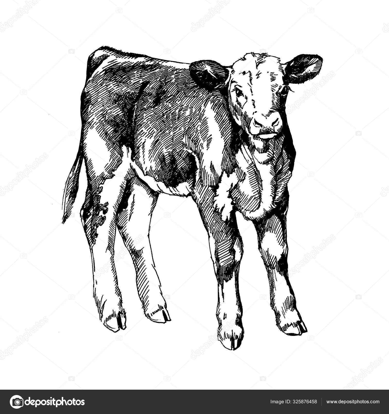 Kalb Clipart