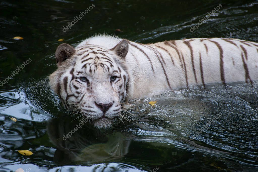 Tigre de bengala blanco está cazando al aire libre 2022
